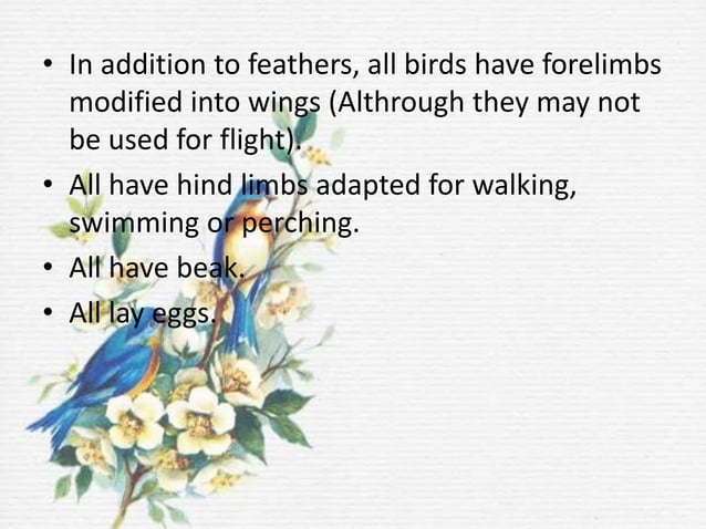 Characteristics of class Aves | PPTX | Birdwatching | Hobbies & Interests