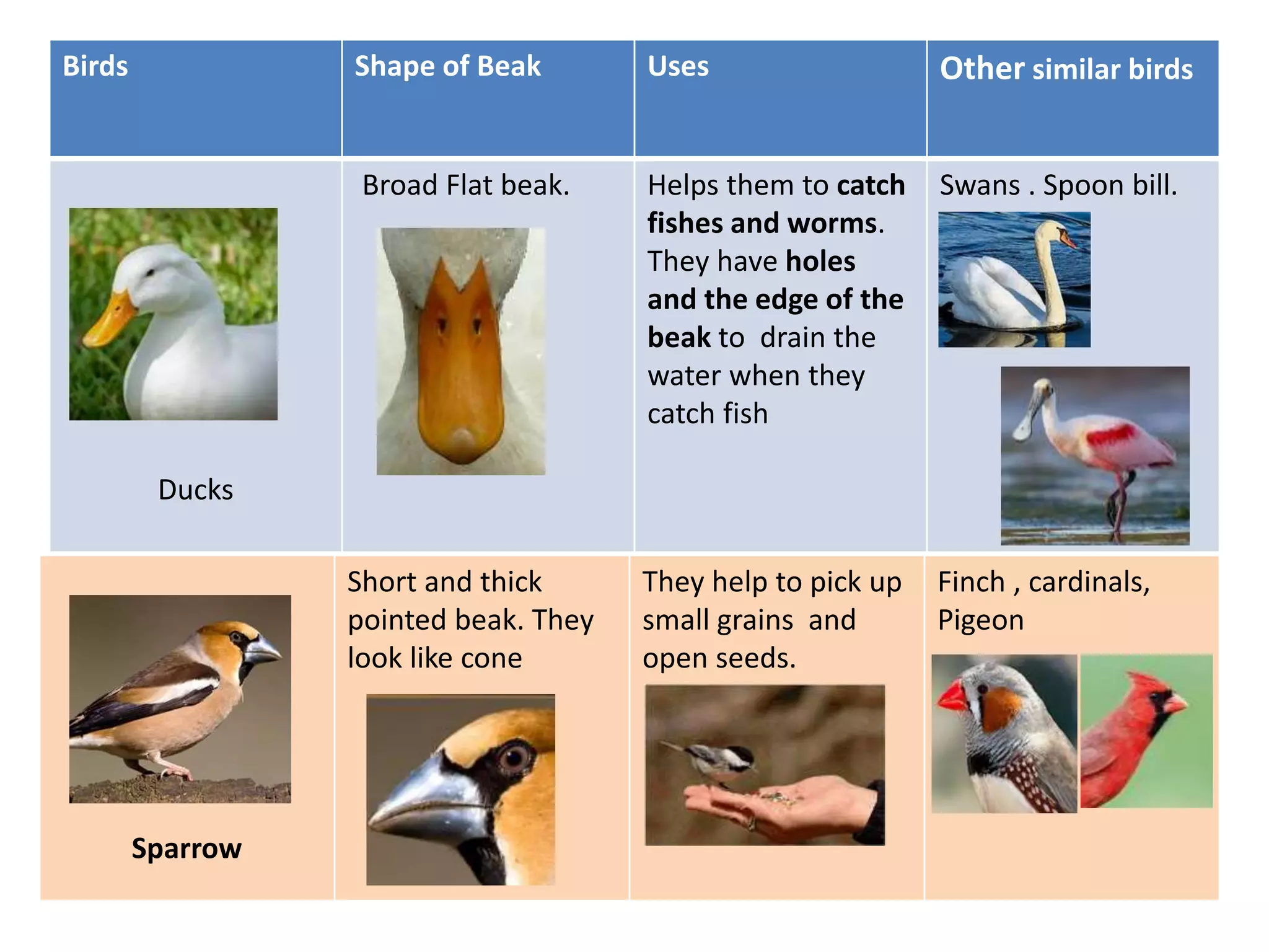 Birds, claws and Feathers | PPTX