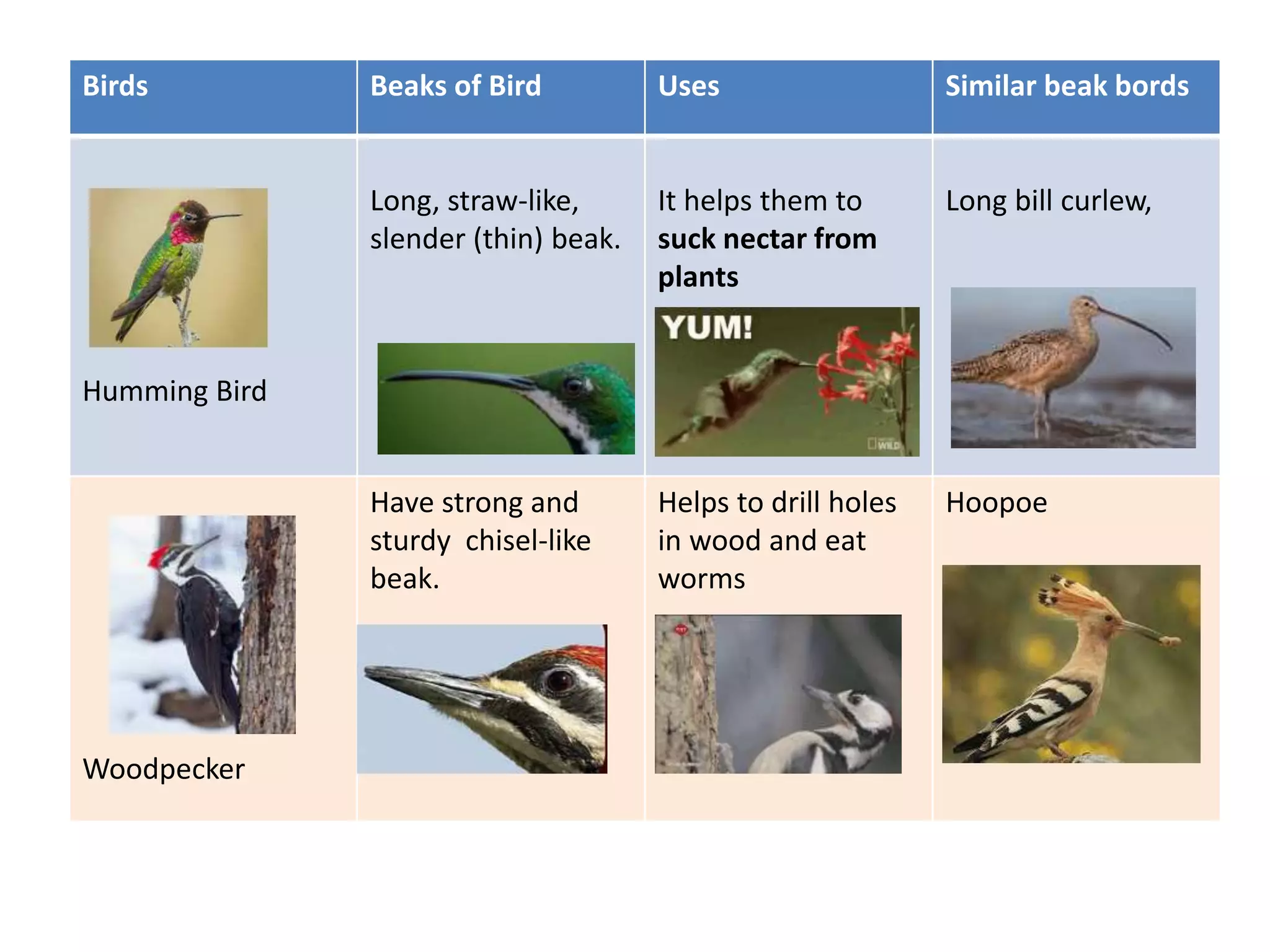 Birds, claws and Feathers | PPTX