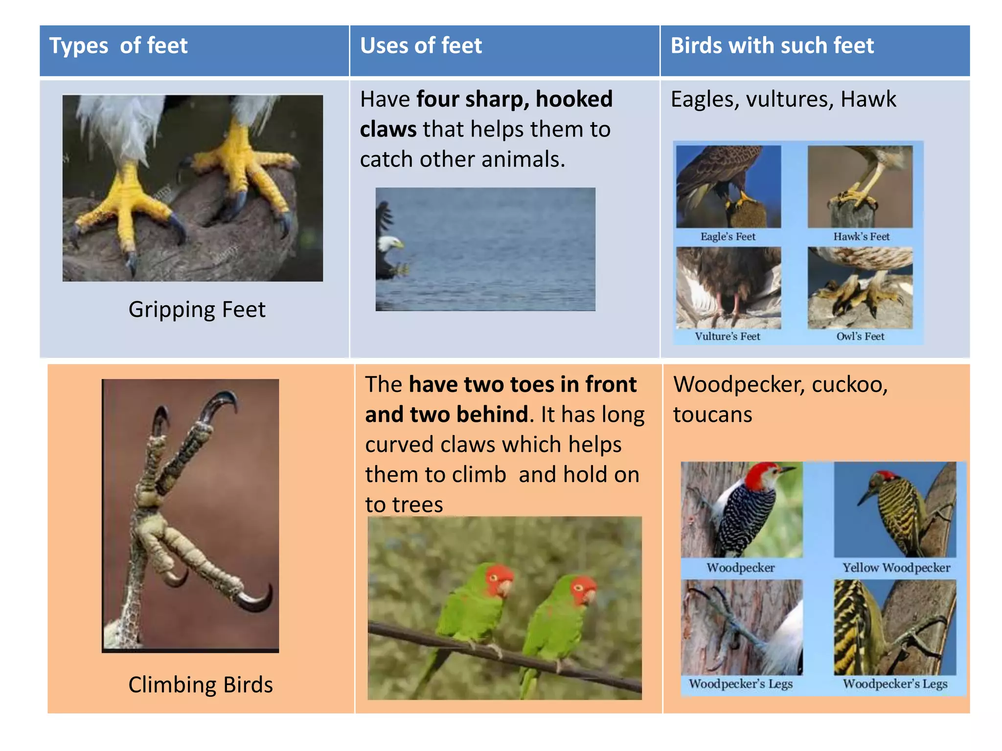 Birds, claws and Feathers | PPTX