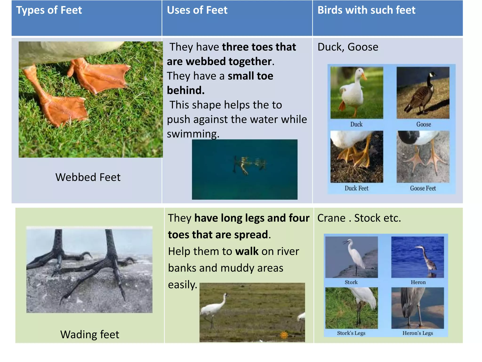 Birds, claws and Feathers | PPTX