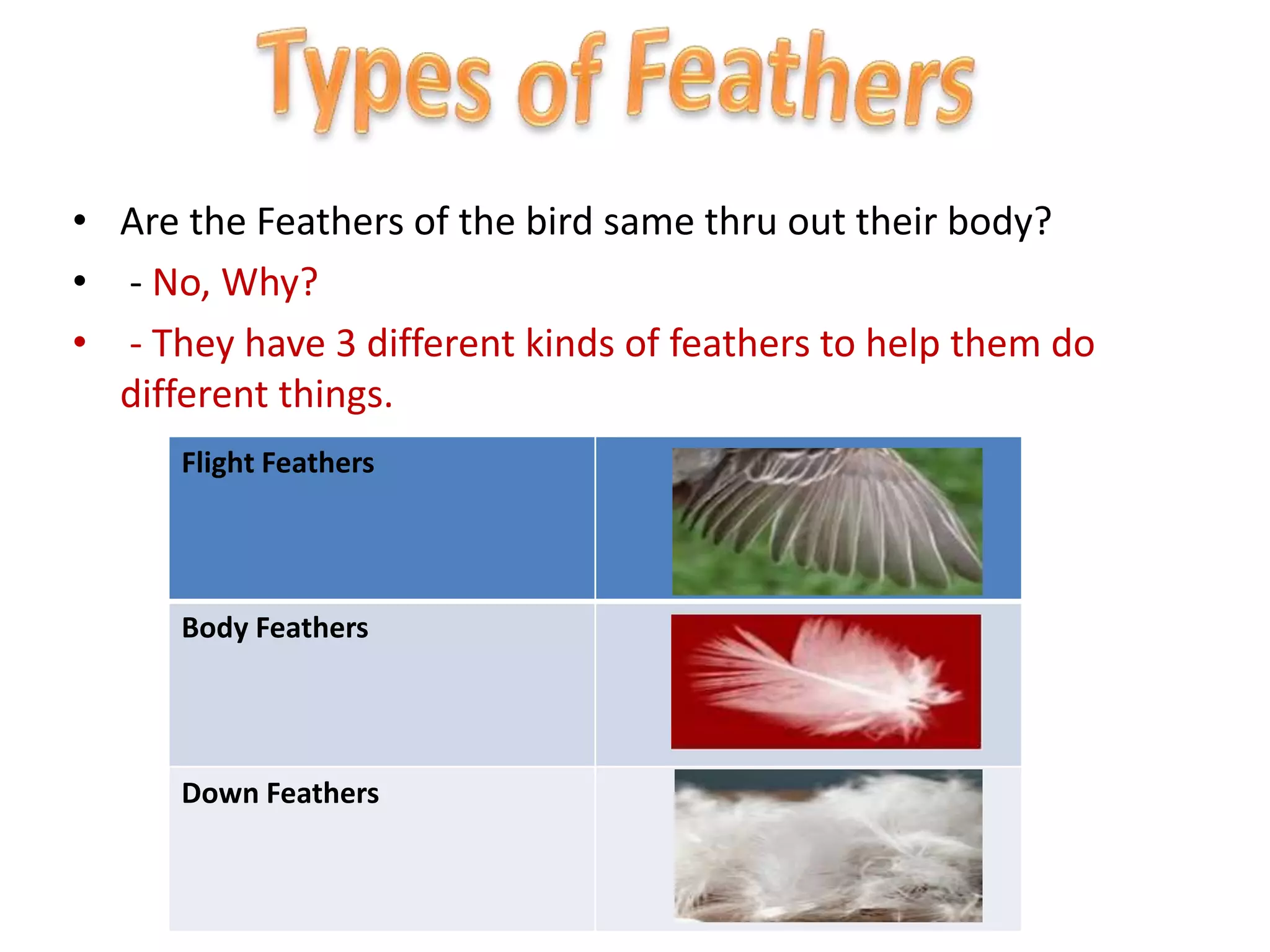 Birds, claws and Feathers | PPTX