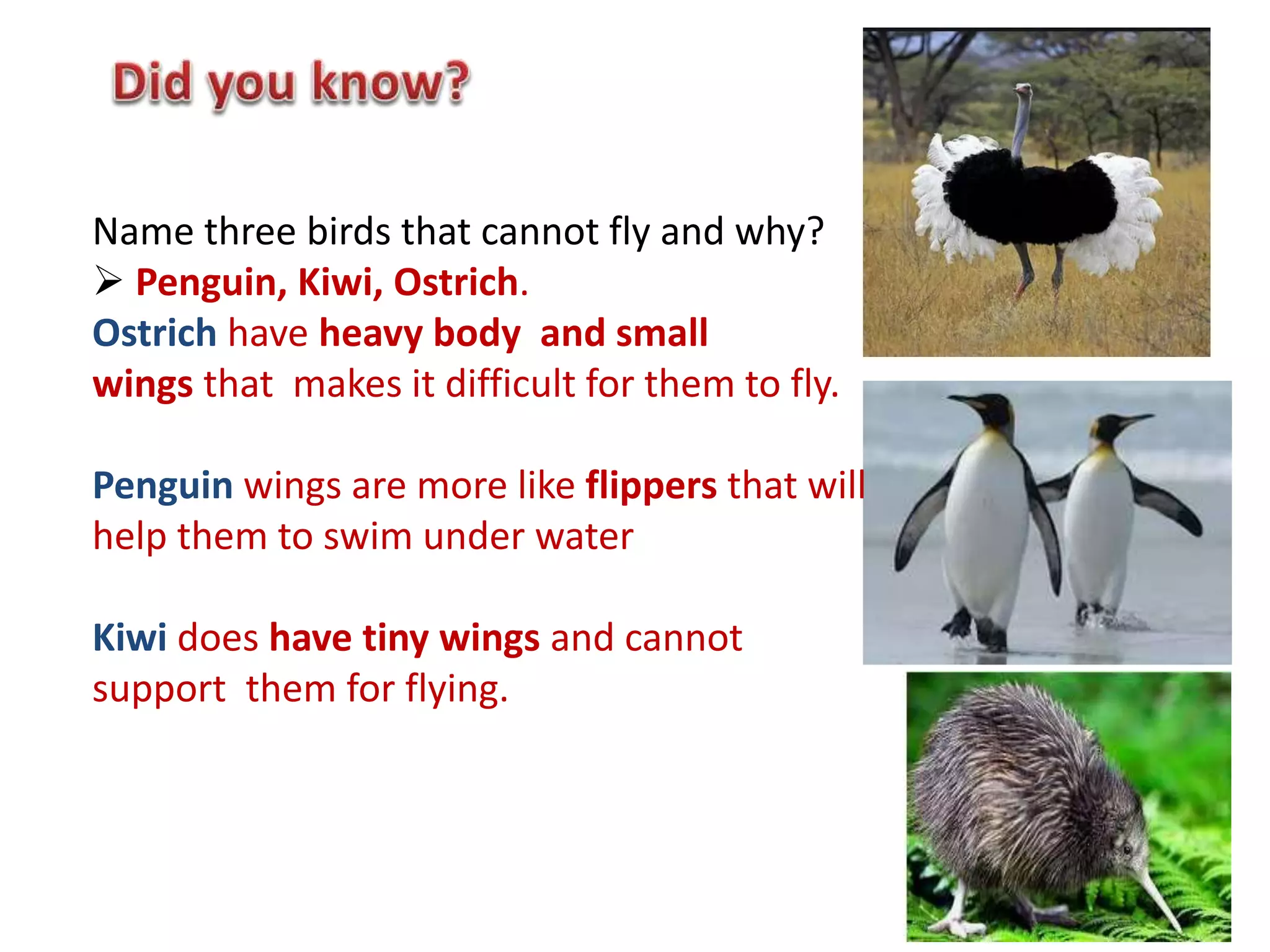 Birds, claws and Feathers | PPTX