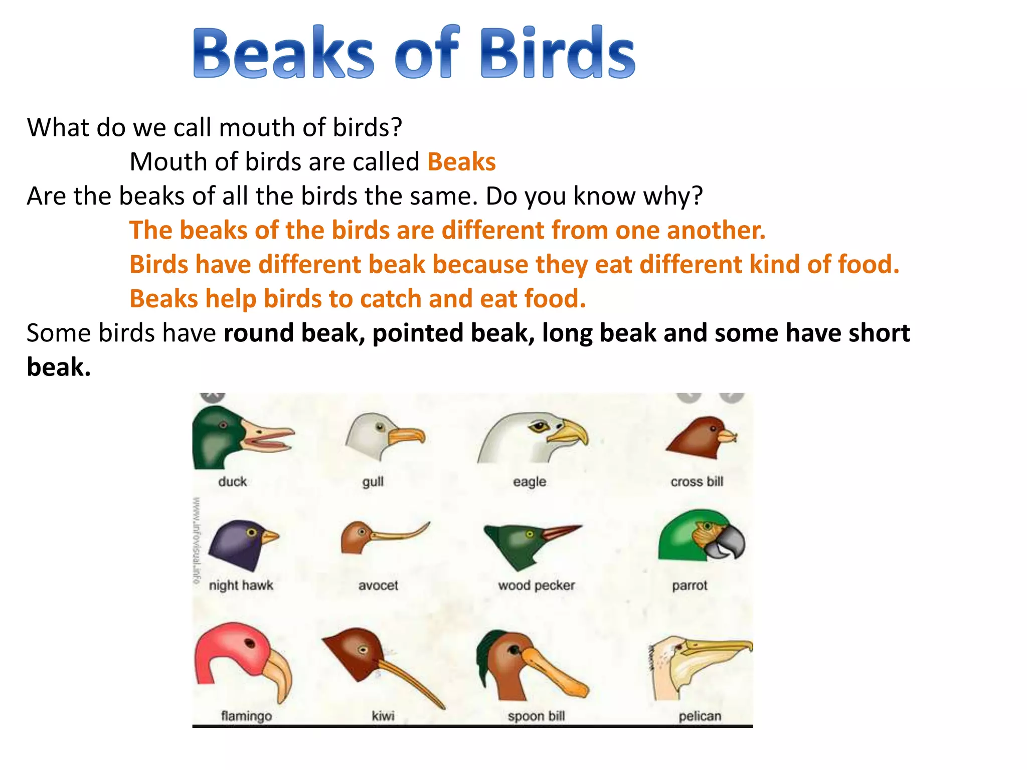 Birds, claws and Feathers | PPTX