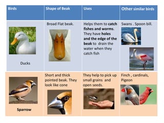 Birds, claws and Feathers | PPTX