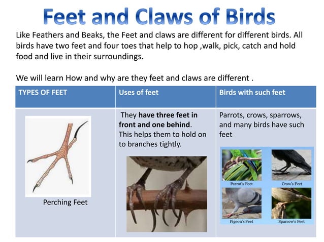 Birds, claws and Feathers | PPTX | Birdwatching | Hobbies & Interests