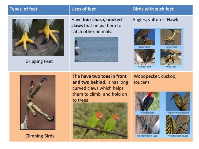 Birds, claws and Feathers | PPTX | Birdwatching | Hobbies & Interests