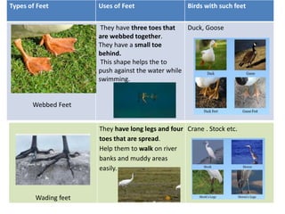 Birds, claws and Feathers | PPTX