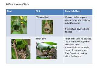 Birds, claws and Feathers | PPTX
