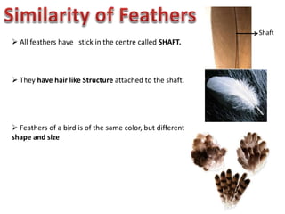 Birds, claws and Feathers | PPTX