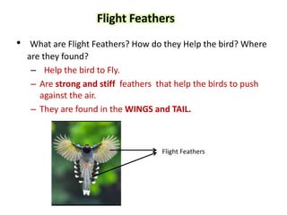 Birds, claws and Feathers | PPTX