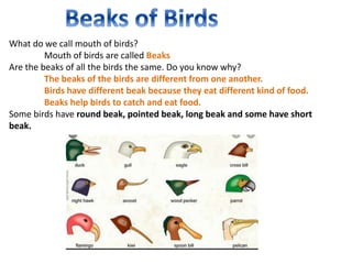 Birds, claws and Feathers | PPTX