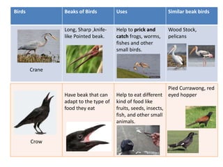 Birds, claws and Feathers | PPT