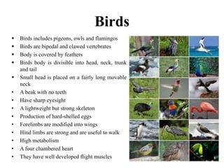 Birds.pptx