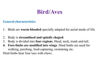 Birds.ppt