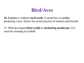 Birds.ppt