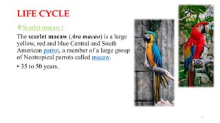 BIRDS.pptx