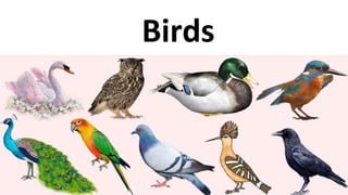Birds.pptx