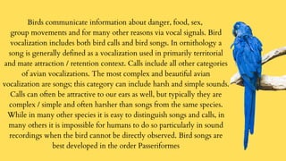 Birds sound recording | PDF