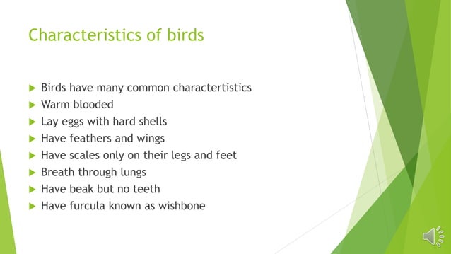 Presentation on characteristic of birds class 2 .pptx