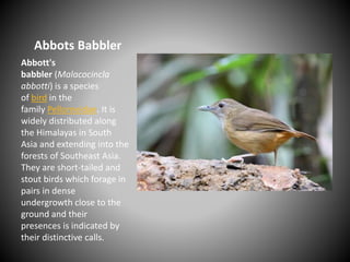 Birds babbler | PPTX
