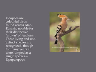 Birds common hoopoe | PPT
