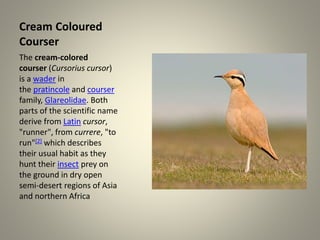 Birds coursers | PPTX
