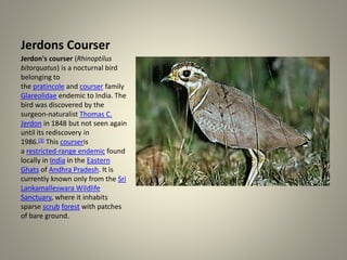 Birds coursers | PPTX