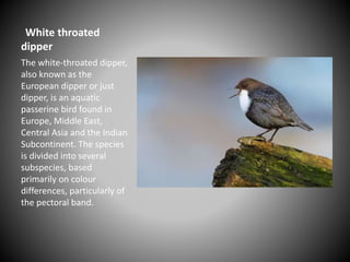 Birds dipper | PPT