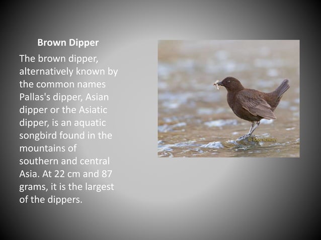 Birds dipper | PPT