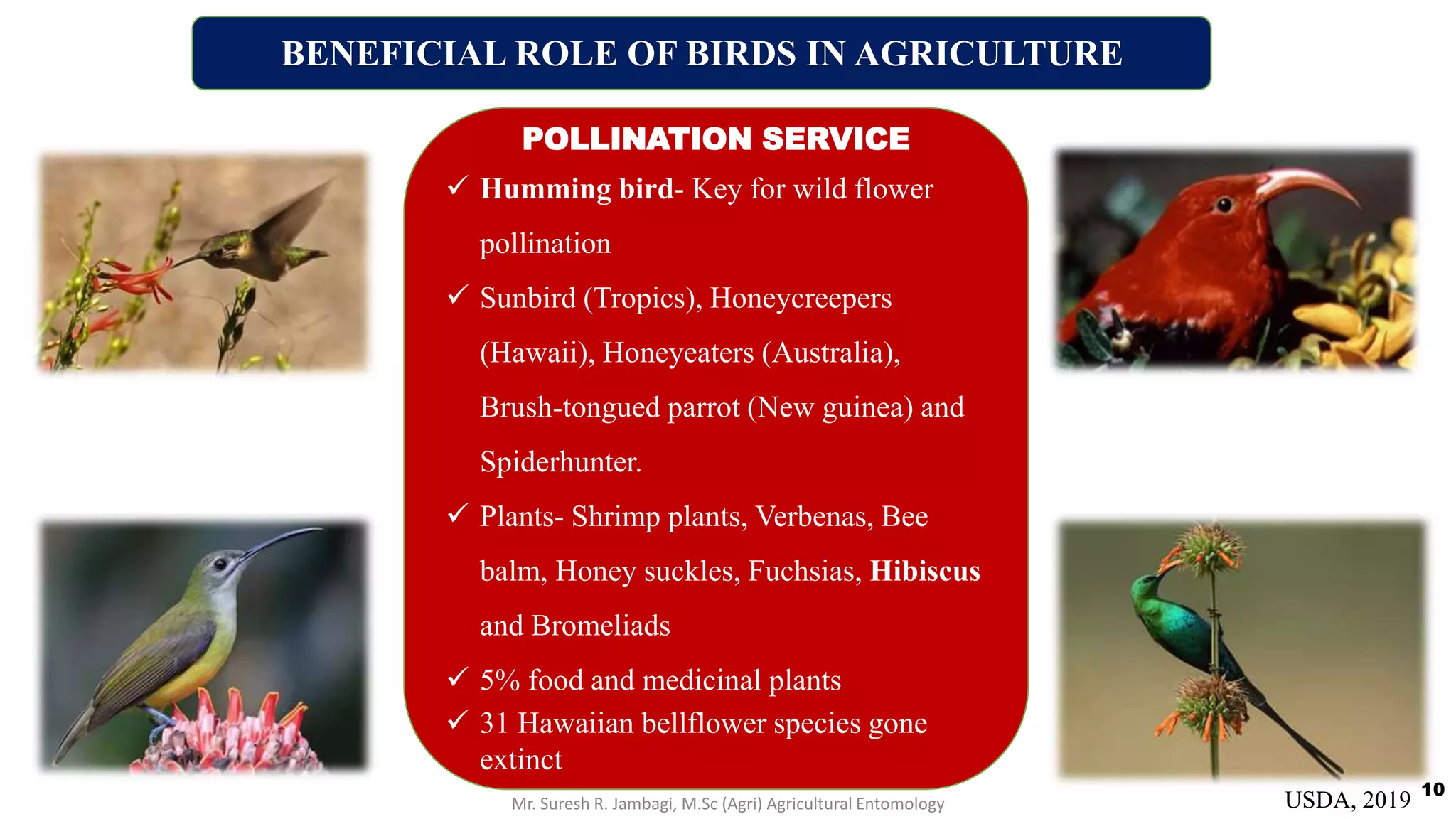 Birds: Friends or Foes in Agriculture | PPTX