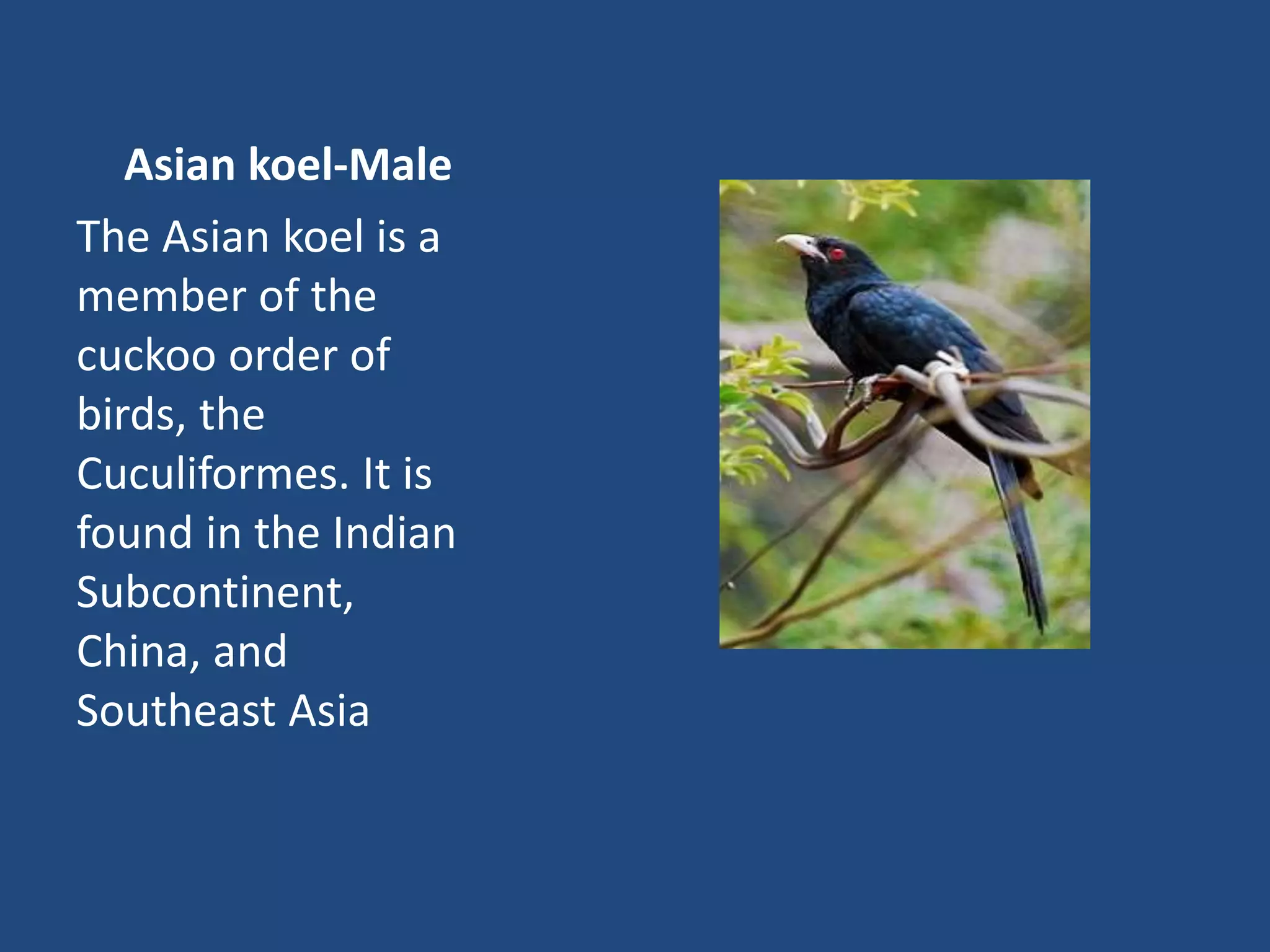 Birds koel | PPT