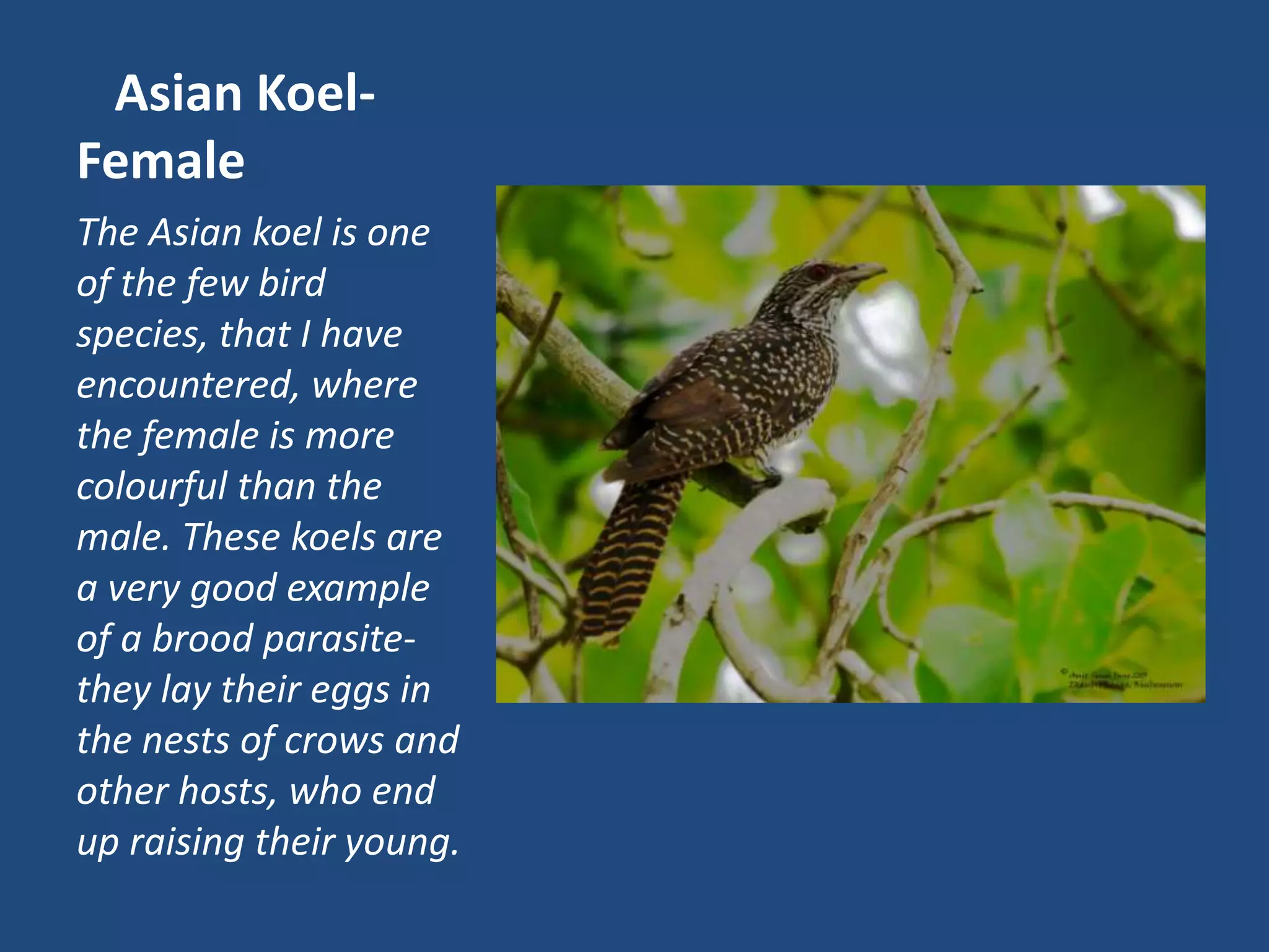 Birds koel | PPT