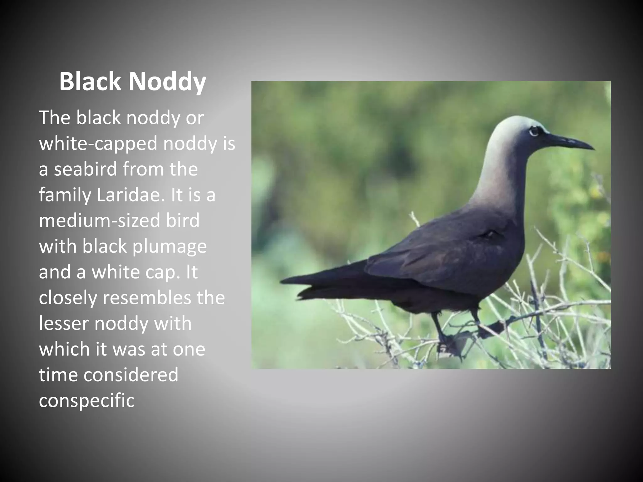 Birds noddy | PPTX