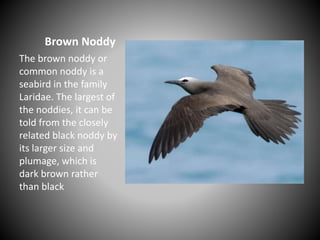 Birds noddy | PPTX