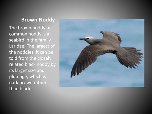 Birds noddy | PPTX