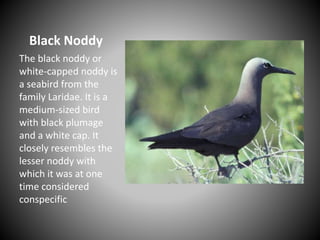 Birds noddy | PPTX