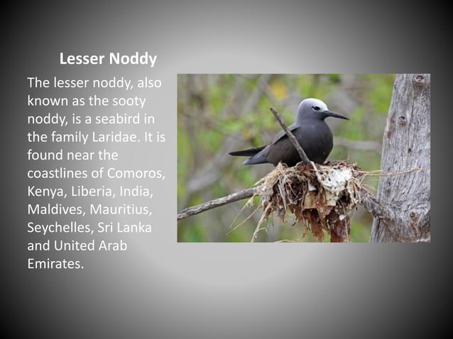 Birds noddy | PPTX