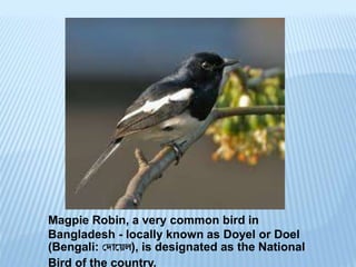 Birds of-bangladesh | PPTX