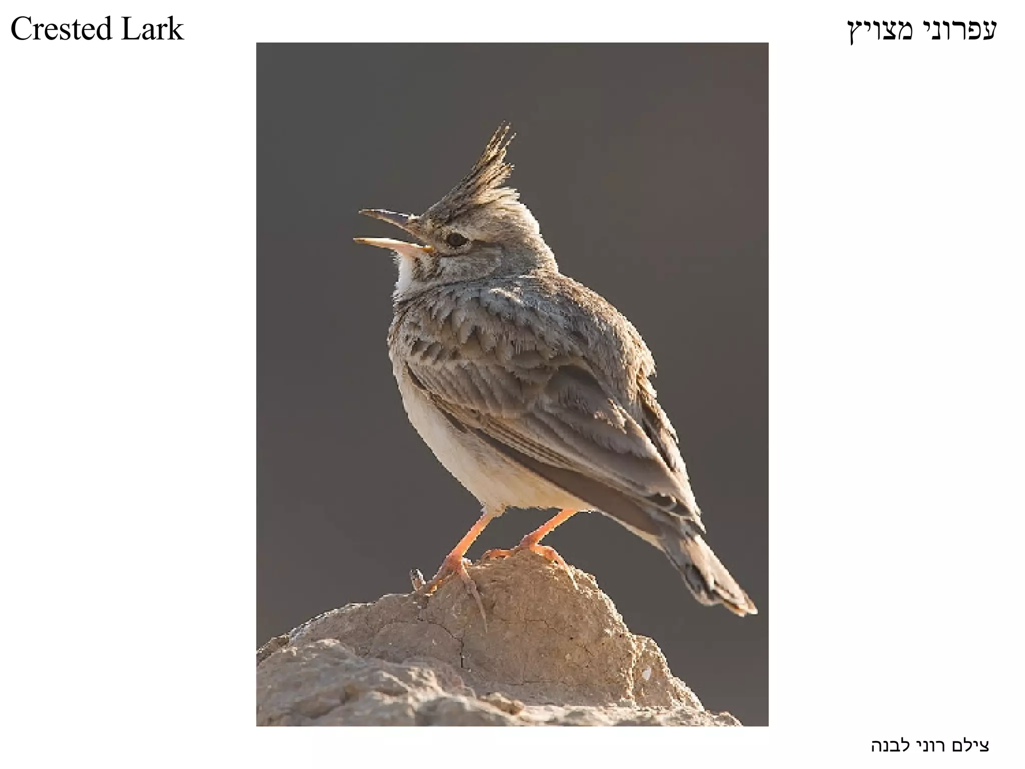 Birds Of Israel | PPT