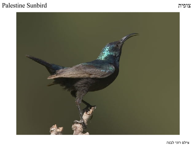 Birds Of Israel | PPT