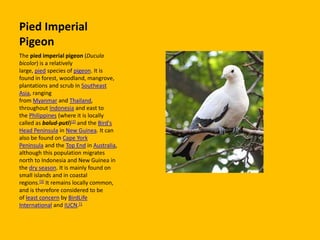 Birds pigeon | PPTX