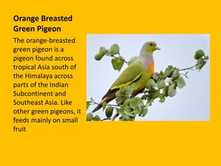Birds pigeon | PPTX
