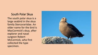 Birds skua | PPTX