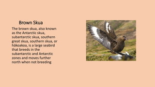 Birds skua | PPTX