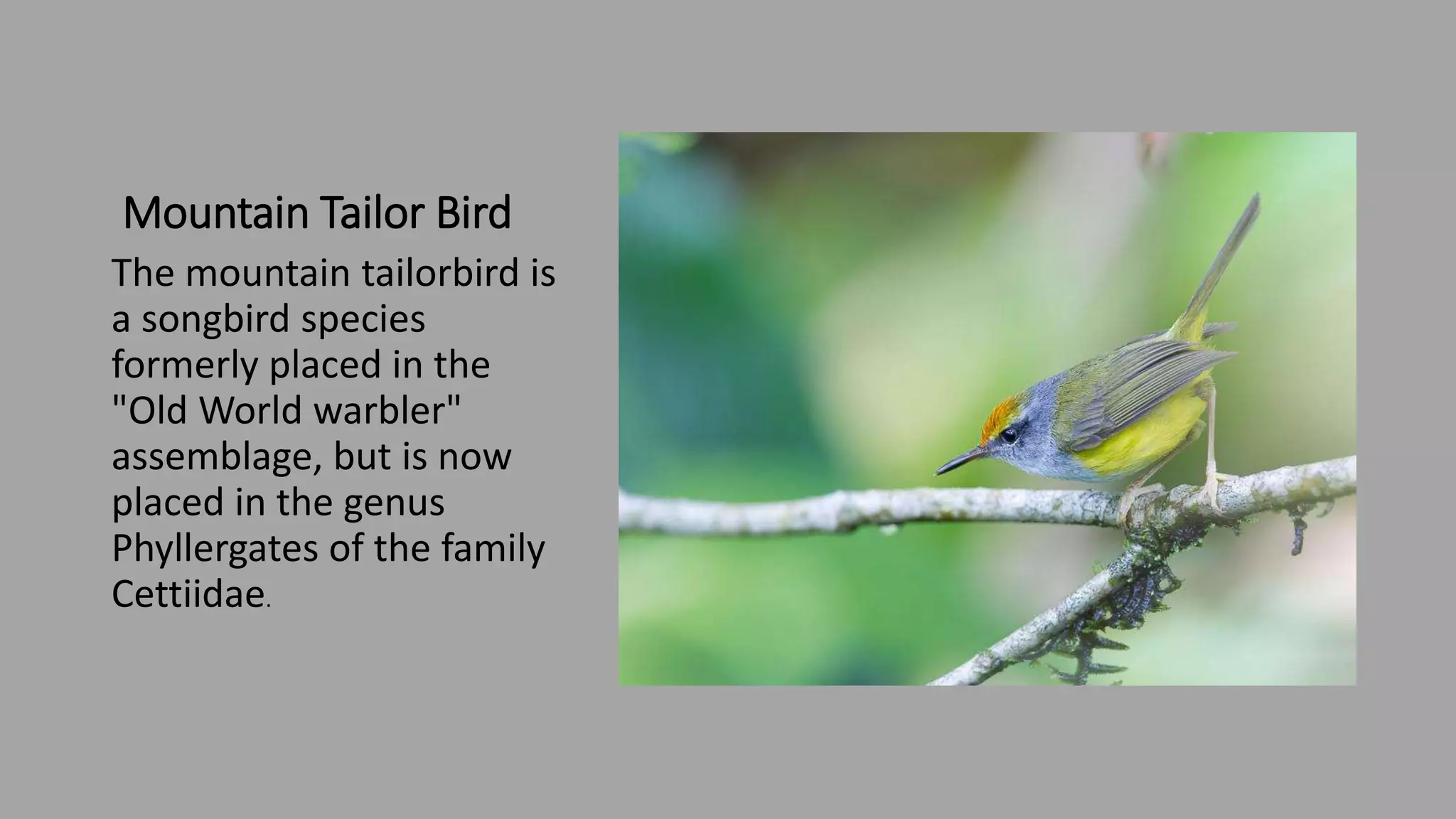 Birds tailor bird | PPTX