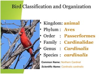 Kingdom Phylum Class Order Family Genus Species Birds
