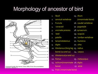 Uncinate Process Birds