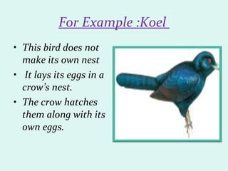More about Birds | PPT | Birds | Pets