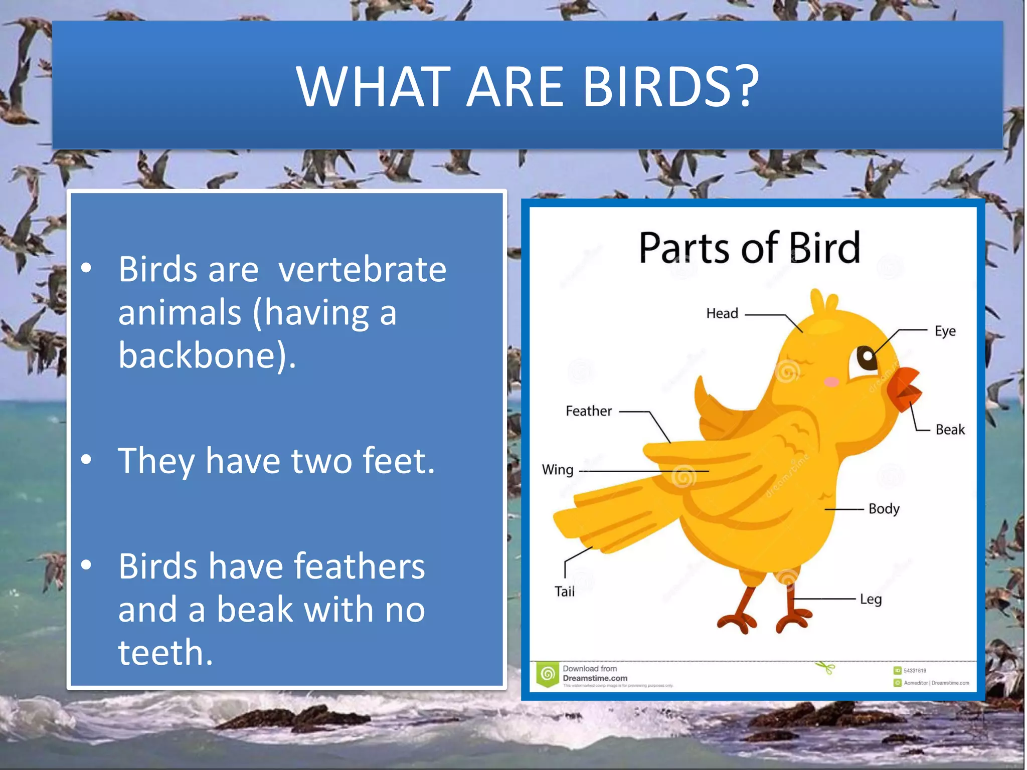 BIRDS | PDF